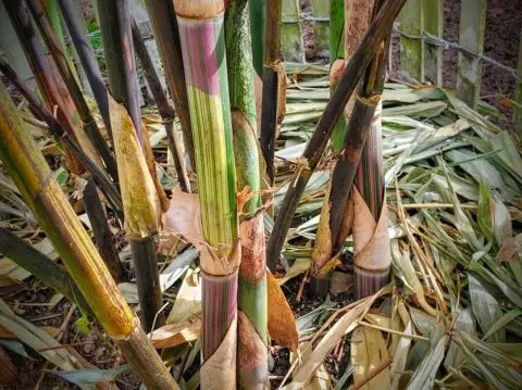 Purple Bamboo: An online phenomenon - Bambu Batu