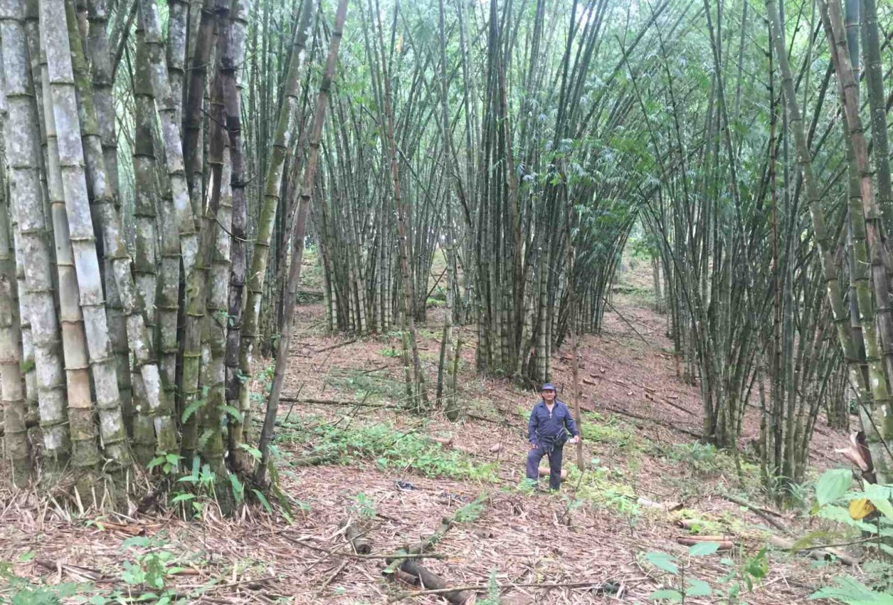 Dendrocalamus asper: Petung or giant bamboo - Bambu Batu