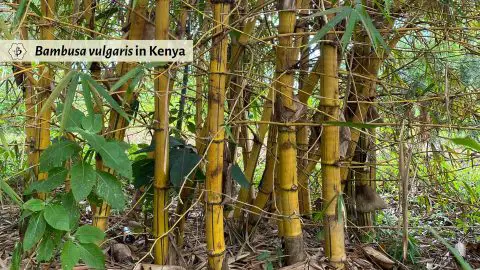 Bamboo in Kenya: Greening the hills of Africa - Bambu Batu