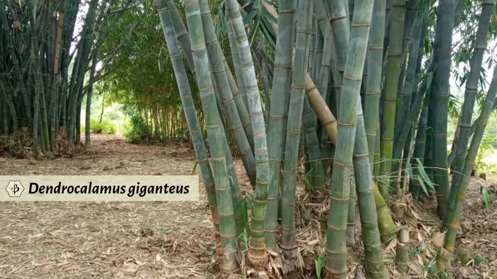 Bamboo in Kenya: Greening the hills of Africa - Bambu Batu