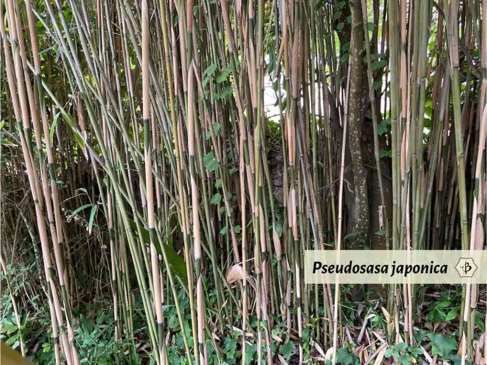 Growing bamboo in the shade: Suggested species - Bambu Batu