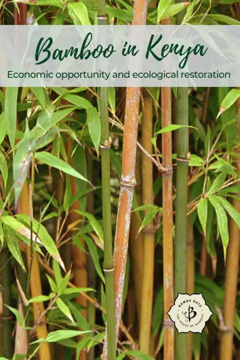 Bamboo in Kenya: Greening the hills of Africa - Bambu Batu