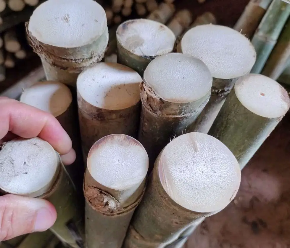 Solid bamboo species: Pillars of strength - Bambu Batu