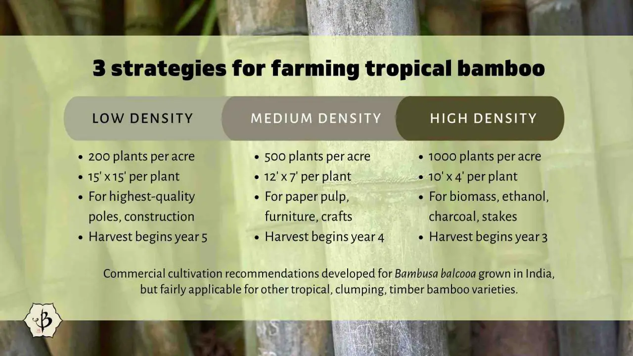 Bamboo Infographics: Presenting facts about bamboo - Bambu Batu