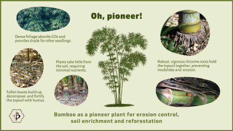 Bamboo Infographics: Presenting facts about bamboo - Bambu Batu