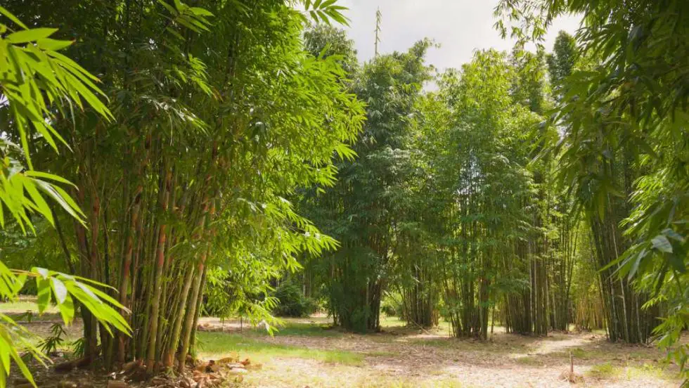 Best clumping bamboos: Never run again - Bambu Batu