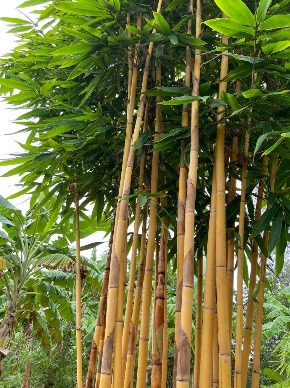Schizostachyum brachycladum: Sacred Bali Bamboo - Bambu Batu