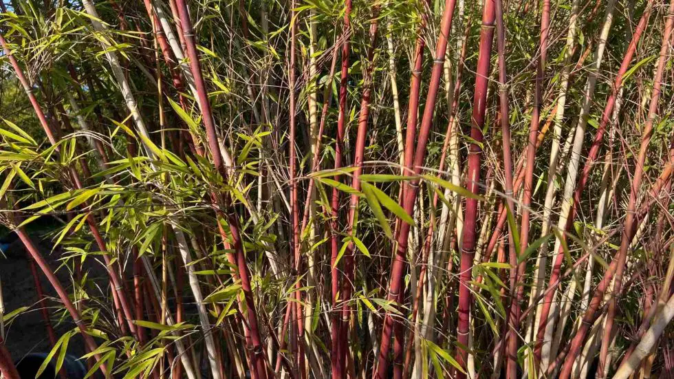Growing bamboo in the shade: Suggested species - Bambu Batu