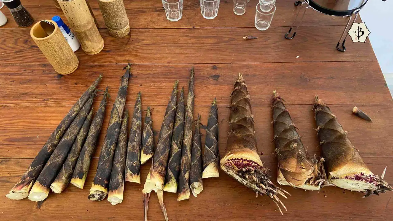 Bamboo Shoots: Edible, sustainable and nutritious - Bambu Batu