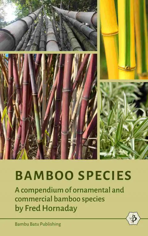 Bambusa malingensis: Seabreeze bamboo and windbreak varieties - Bambu Batu