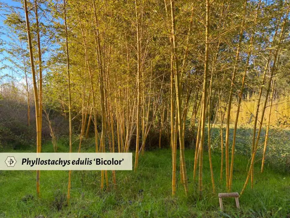 Phyllostachys edulis aka Moso: The King of Bamboo - Bambu Batu