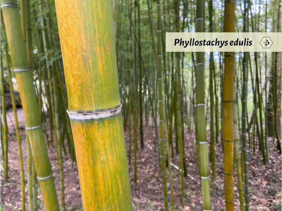 Phyllostachys edulis aka Moso: The King of Bamboo - Bambu Batu