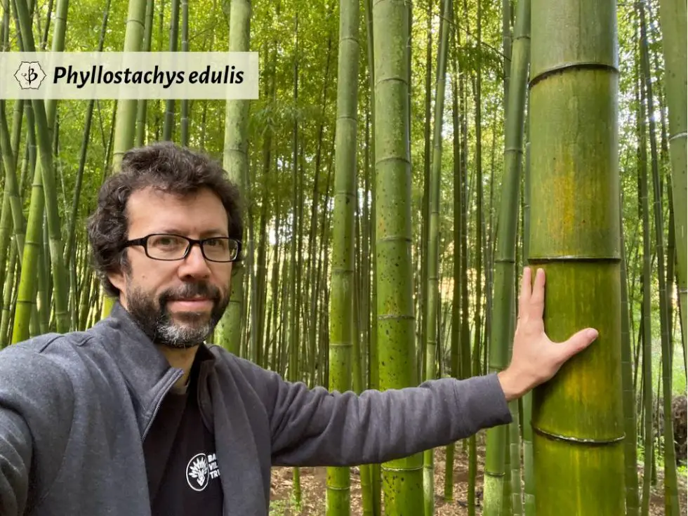 Timber Bamboo: The greatest of grasses - Bambu Batu