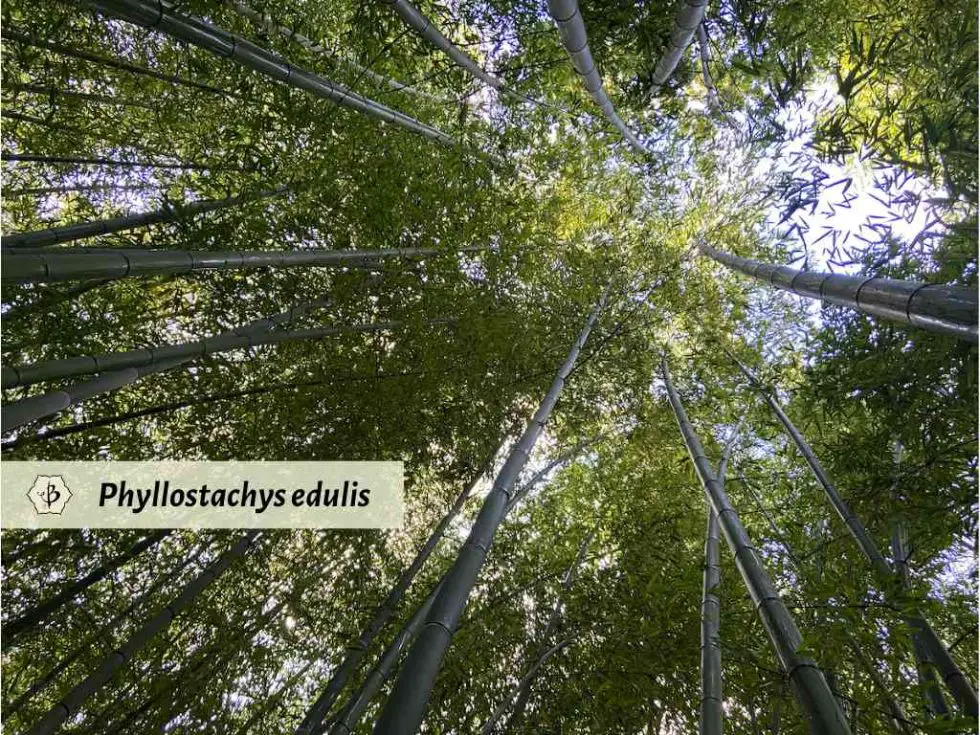 Phyllostachys edulis aka Moso: The King of Bamboo - Bambu Batu