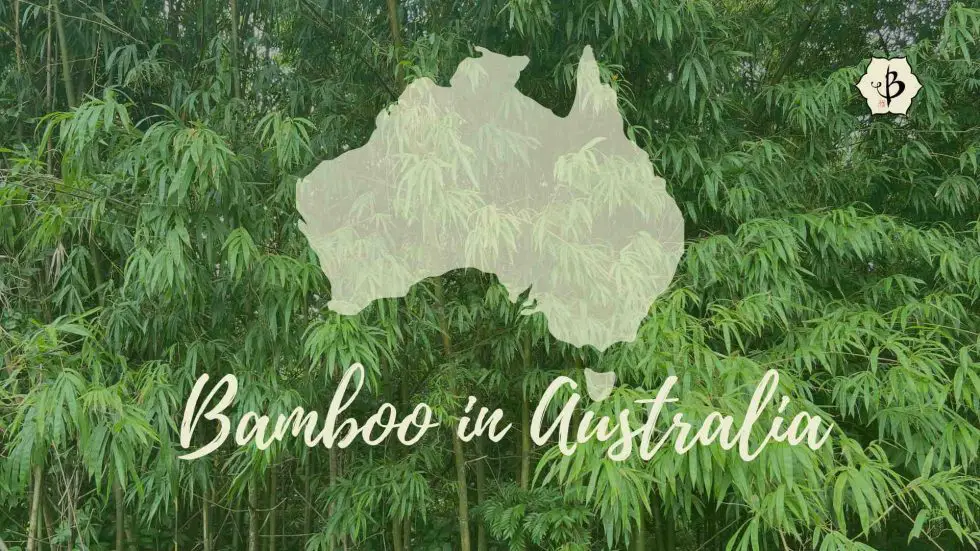 Bamboo in Australia: Clumpers from Down Under - Bambu Batu