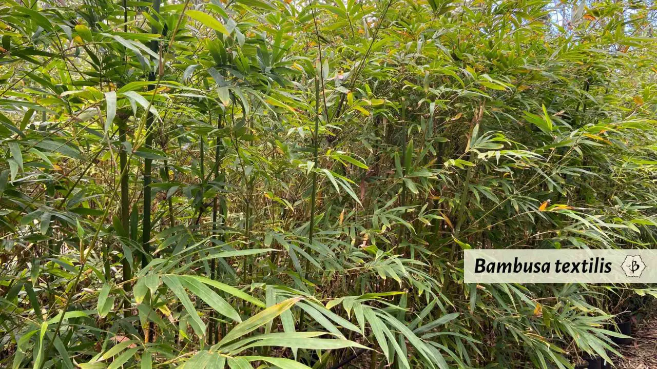 Bambusa malingensis: Seabreeze bamboo and windbreak varieties - Bambu Batu