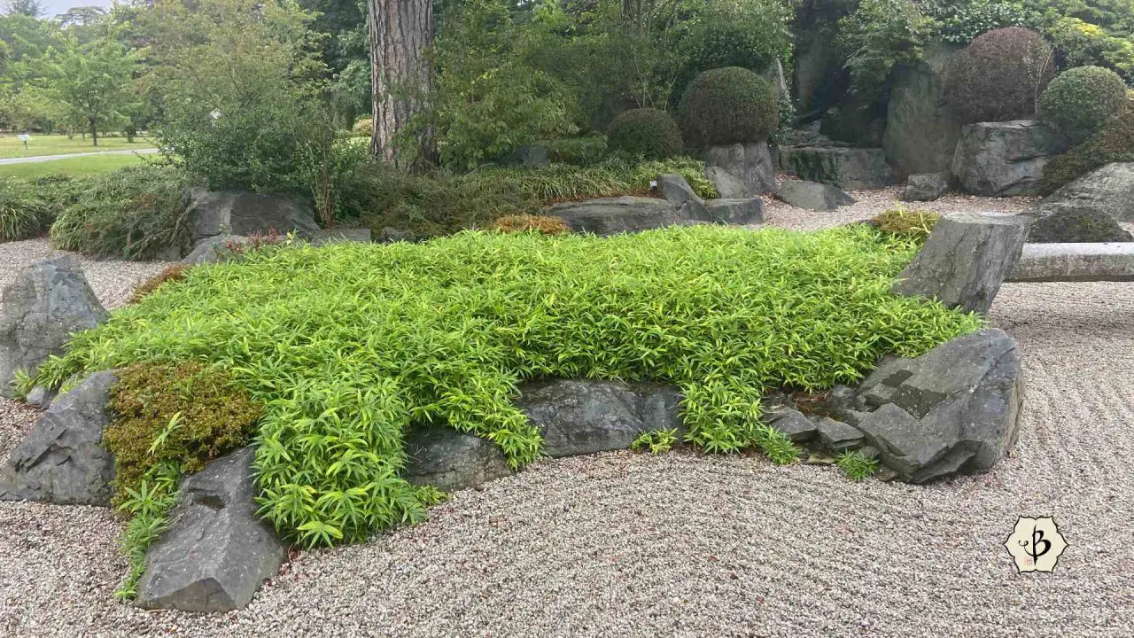 Bamboo for Japanese Gardens - Bambu Batu