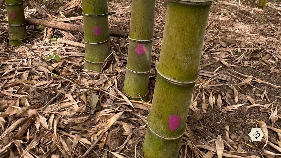 Harvesting Bamboo: When, why and how - Bambu Batu