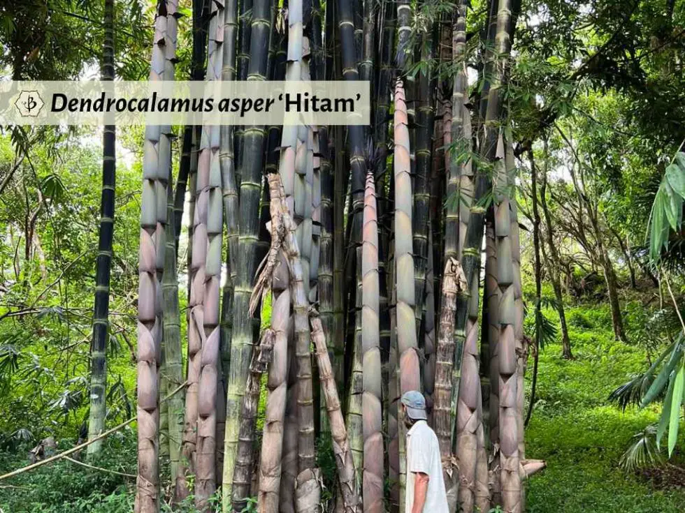 Dendrocalamus asper: Petung or giant bamboo - Bambu Batu