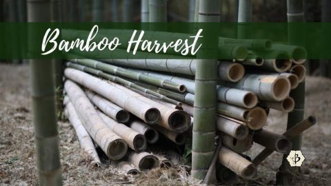 Harvesting Bamboo: When, why and how - Bambu Batu