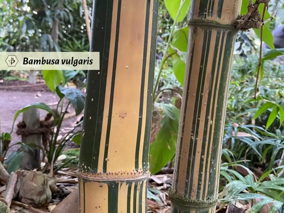 Timber Bamboo: The greatest of grasses - Bambu Batu