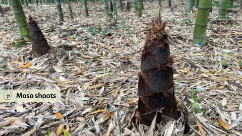 Growing bamboo for food: 11 Edible Species - Bambu Batu