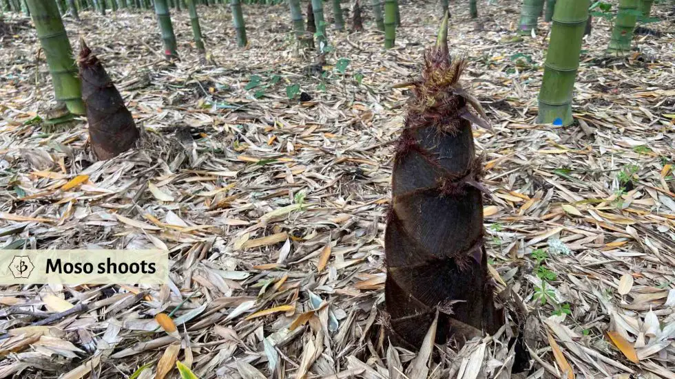 Harvesting Bamboo: When, why and how - Bambu Batu
