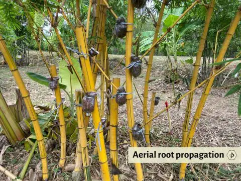 3 Ways of propagating bamboo and one is pretty easy - Bambu Batu