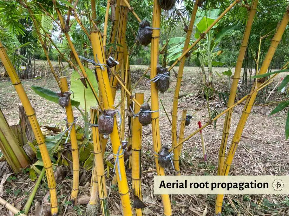 3 Ways of propagating bamboo and one is pretty easy - Bambu Batu