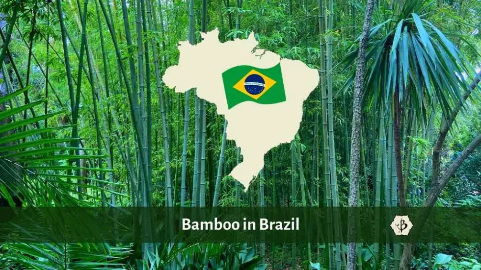 Bamboo in Brazil: Industry and forestry - Bambu Batu