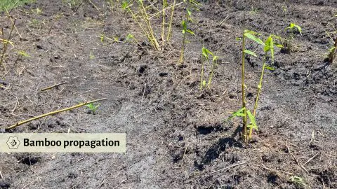 3 Ways of propagating bamboo and one is pretty easy - Bambu Batu