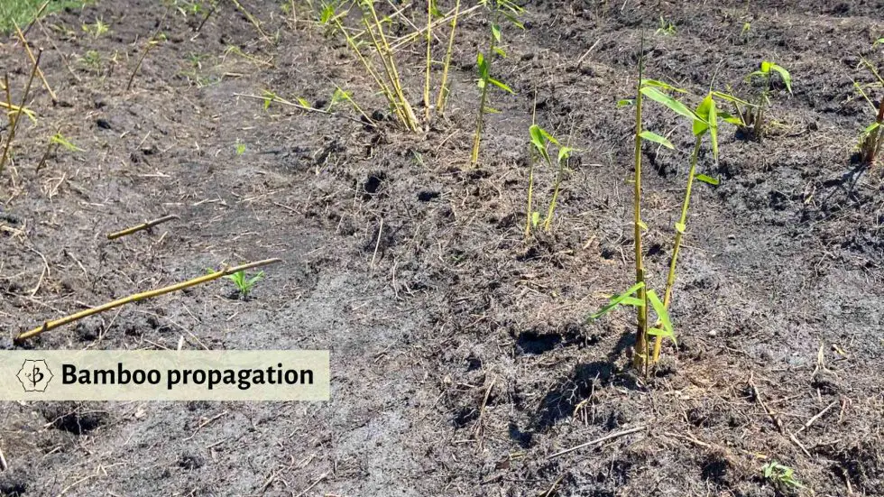 3 Ways of propagating bamboo and one is pretty easy - Bambu Batu