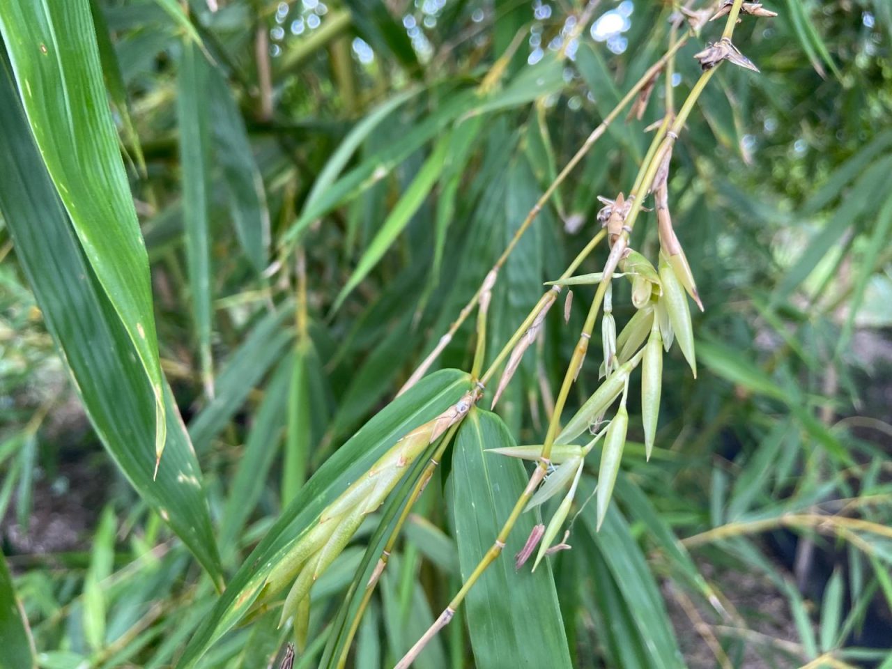 Bamboo Flowering: A botanical phenomenon - Bambu Batu