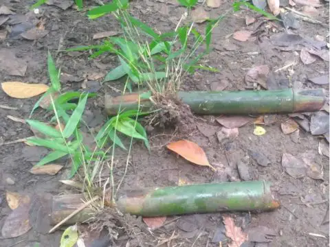 3 Ways of propagating bamboo and one is pretty easy - Bambu Batu