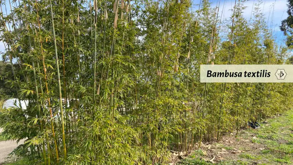 Bambusa textilis: Weaver's Bamboo and Graceful Bamboo - Bambu Batu