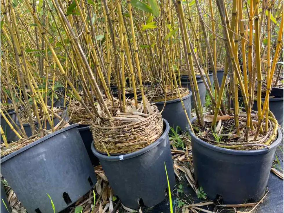 Repotting your bamboo: Transplants and divisions - Bambu Batu