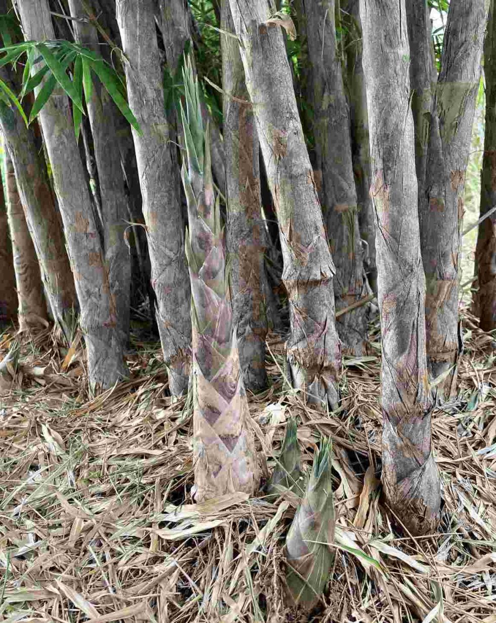 Thyrsostachys siamensis: Monastery Bamboo - Bambu Batu