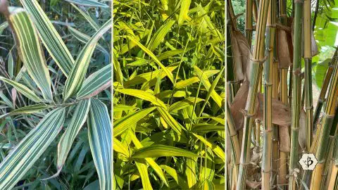 Bamboo with Stripes: Variegated varieties - Bambu Batu