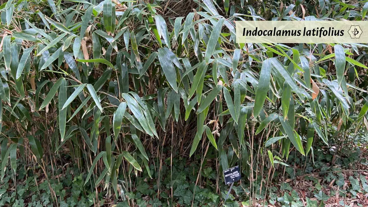 Growing Bamboo in Canada - Bambu Batu