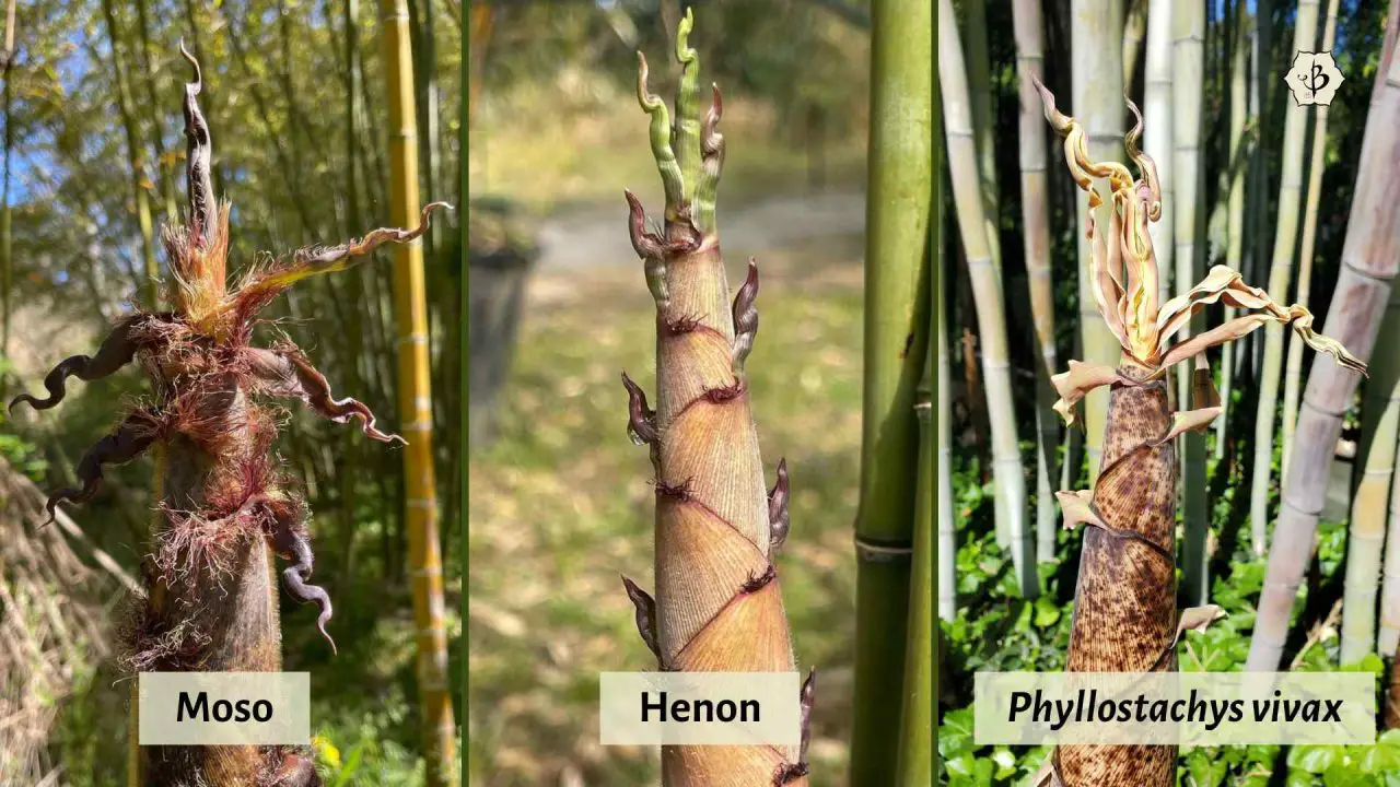 Genus Phyllostachys: Prolific bamboo for all climates - Bambu Batu