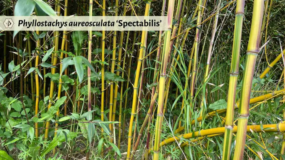 Growing bamboo in the Pacific Northwest - Bambu Batu