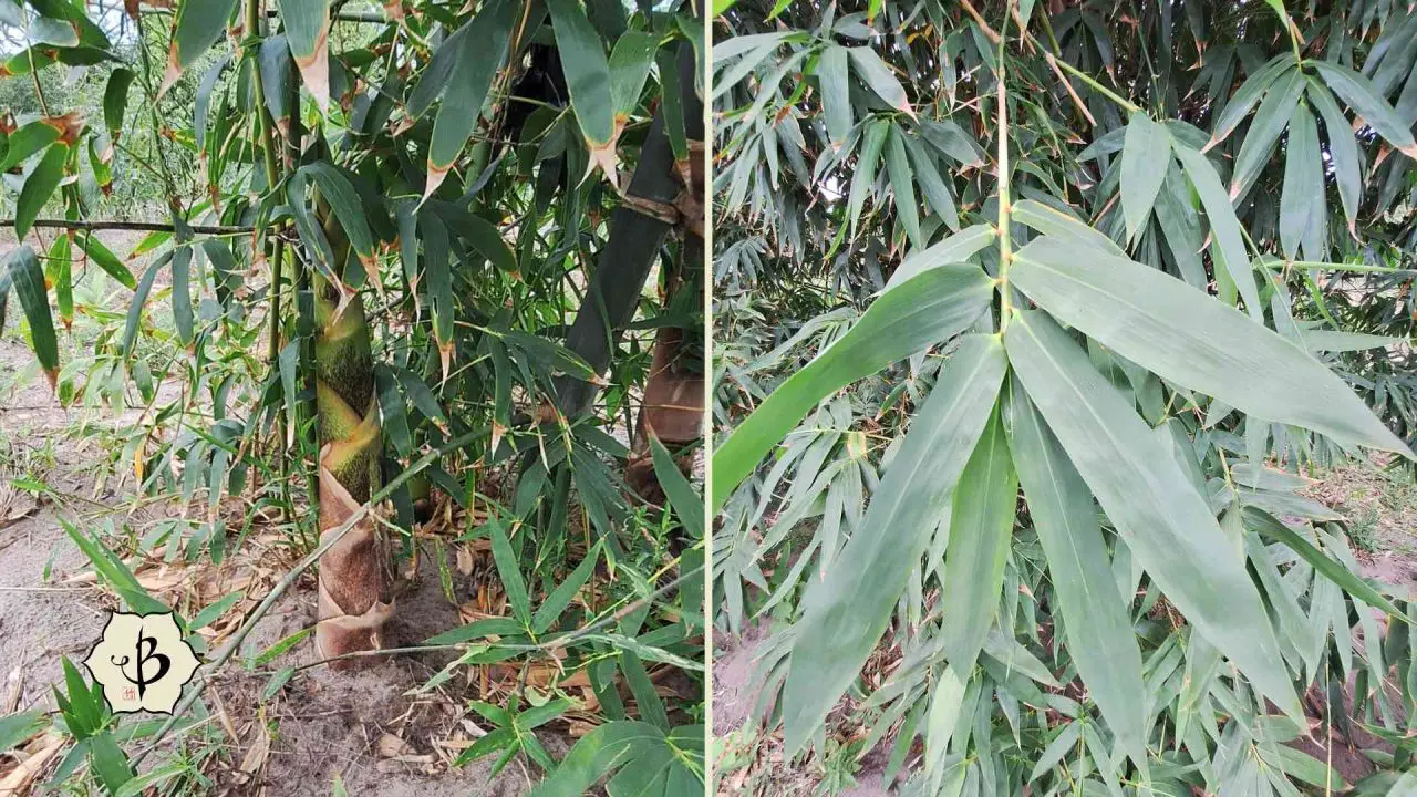 Bamboo in Kenya: Greening the hills of Africa - Bambu Batu