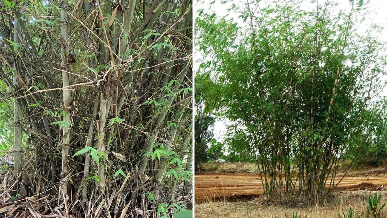 Bamboo in Africa: A green bounty - Bambu Batu