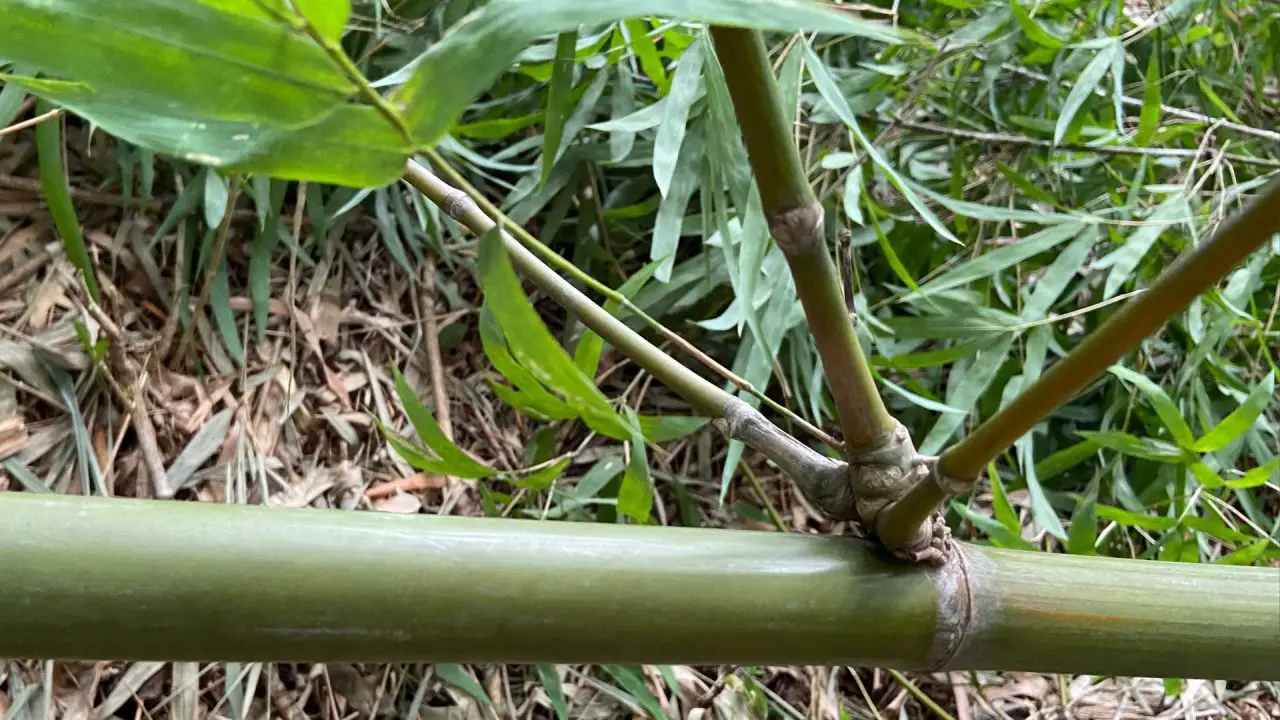 Bamboo speciation clarification: Bambusa spinosa - Bambu Batu