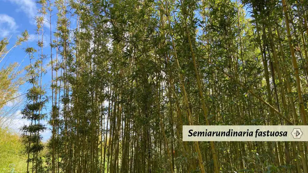 Bambusa malingensis: Seabreeze bamboo and windbreak varieties - Bambu Batu