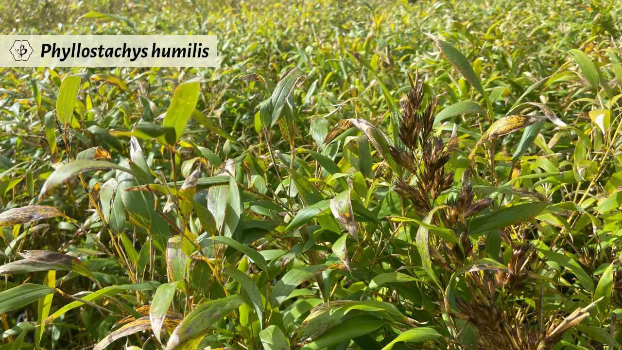 Genus Phyllostachys: Prolific bamboo for all climates - Bambu Batu