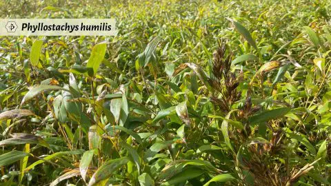 Genus Phyllostachys: Prolific bamboo for all climates - Bambu Batu