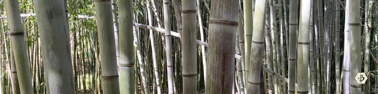 Introducing Bamboo: Genus by genus - Bambu Batu