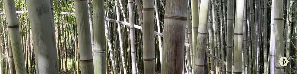 Introducing Bamboo: Genus by genus - Bambu Batu