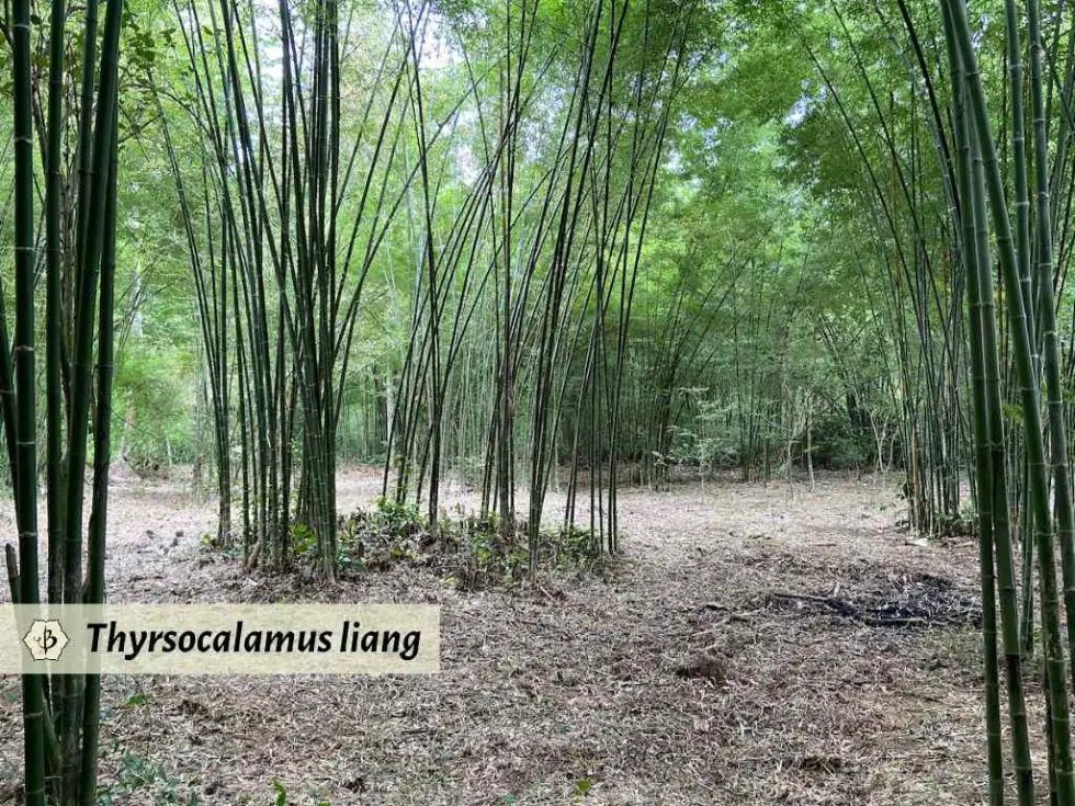 Thyrsocalamus liang: Natural bamboo hybrid of Thailand - Bambu Batu